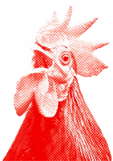 Interactive Video Company | Rebel Rooster